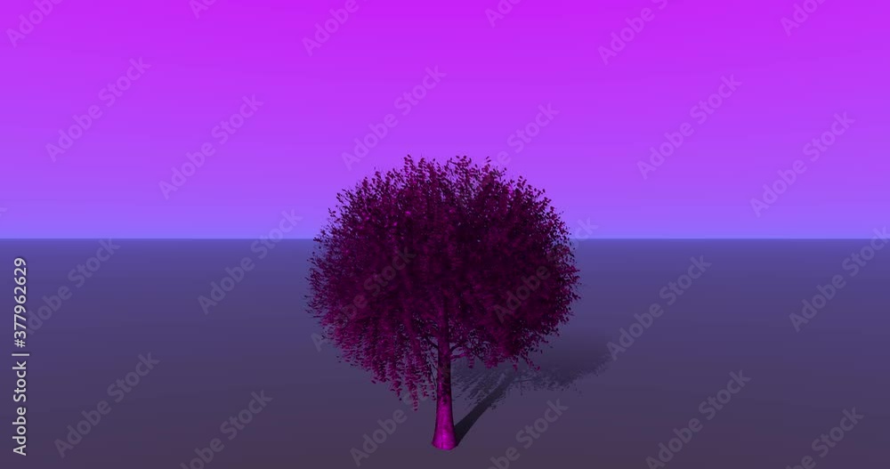Circular tree growth animation concept. Tree growing on purple ...