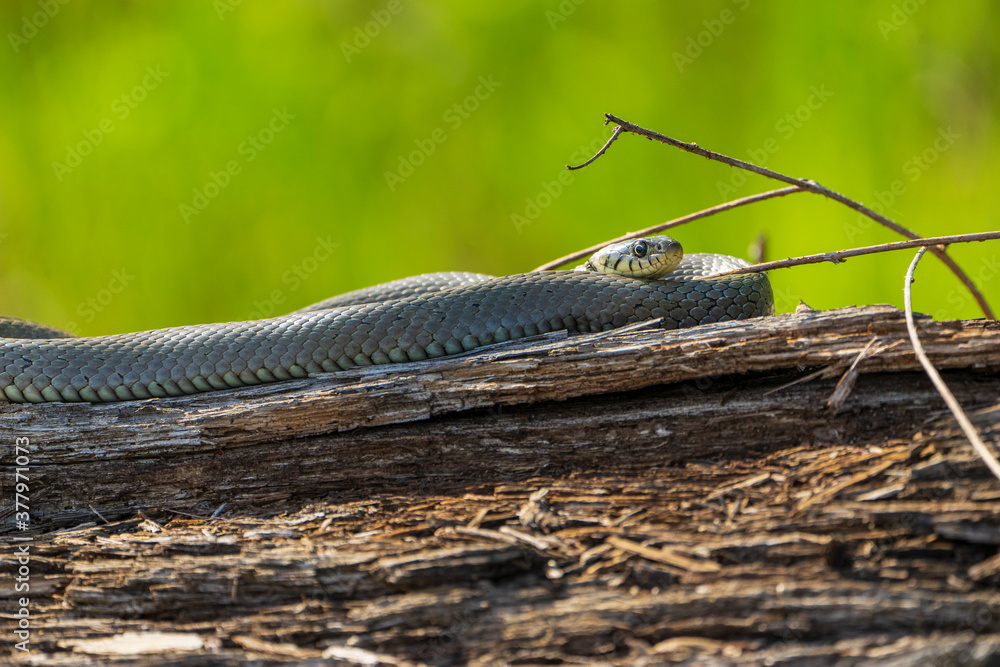 Ringelnatter, Natrix natrix Stock Photo | Adobe Stock