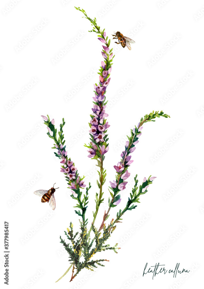 Watercolor Botanical Illustration of Heather Flowers Bouquet Stock ...