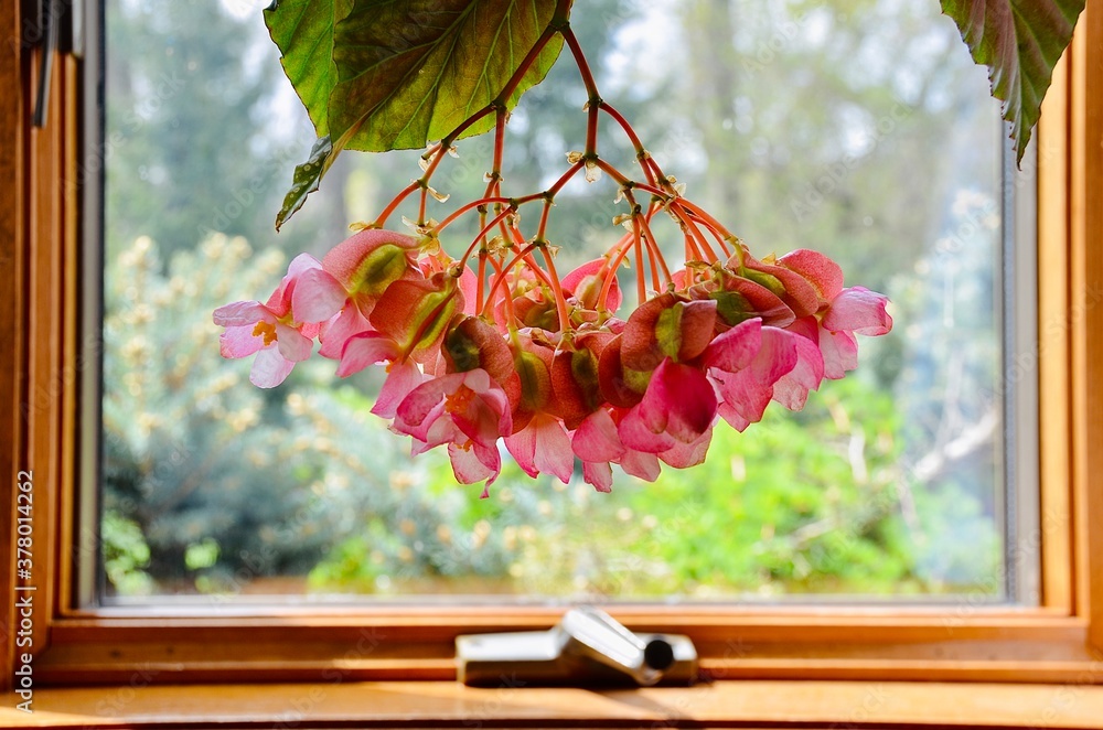 Gorgeous pink red Angel Wing Begonia flowers in full bloom, with the ...