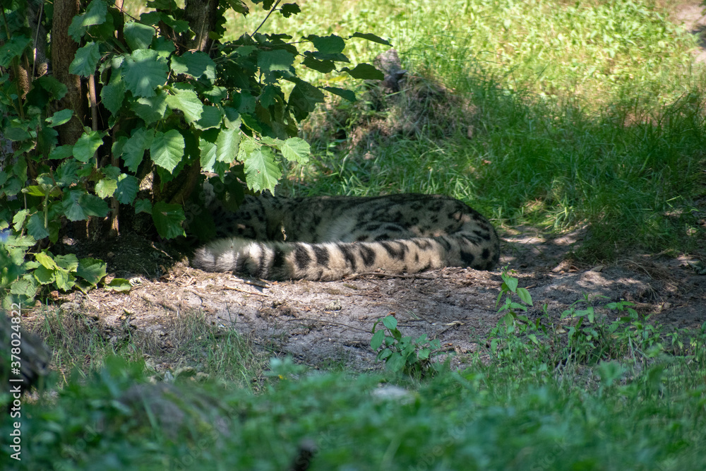 Leopard's tail hidden behind a bush in a forest Stock Photo | Adobe Stock