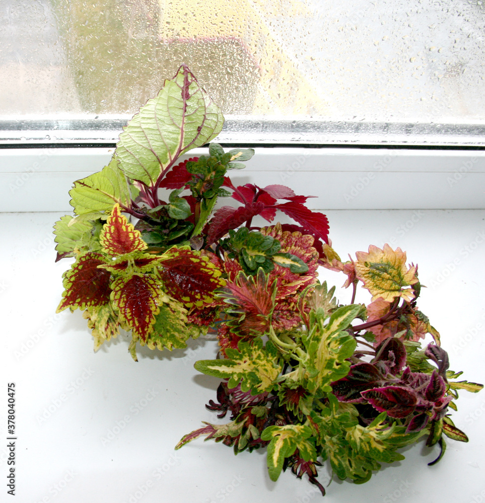 Coleus plant bouquet. Slices, cuttings in water. Rooting of coleus ...