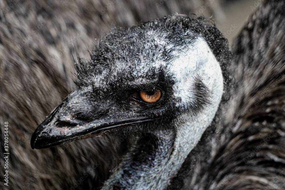close up of an emu head, The emu is the second-largest living bird by ...