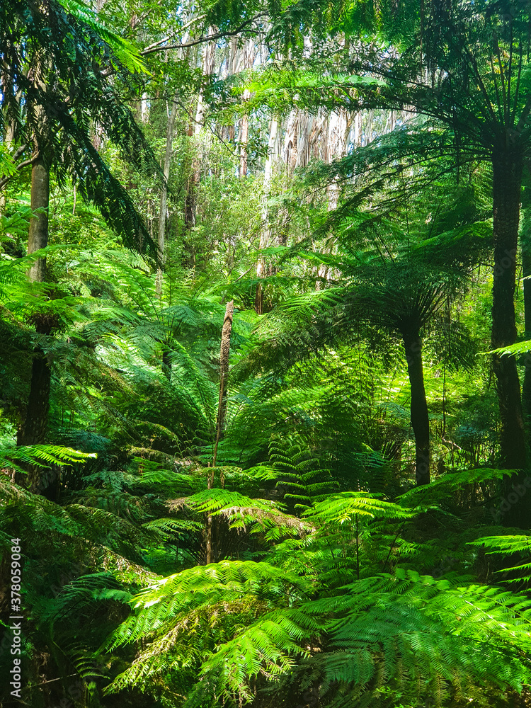 Lovely rainforest deep at Wilsons Prom Stock Photo | Adobe Stock