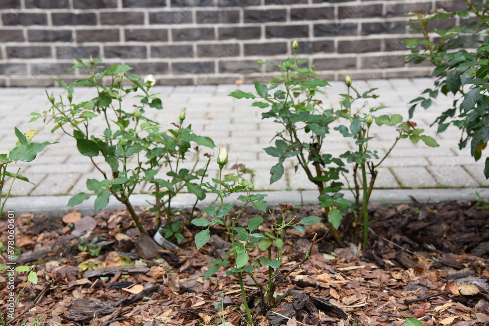 Roses bushes grow on flower bed with mulching by pine bark mulch in ...