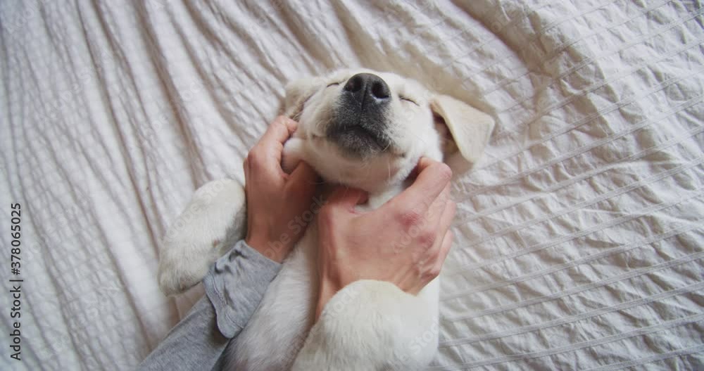 Authentic close up of an young woman hands caressing pedigree puppy of ...