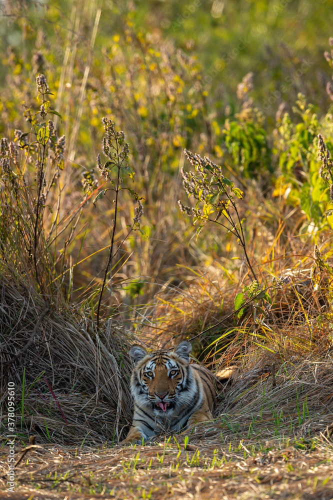 wild tiger cub with tongue out expressions in natural green background ...