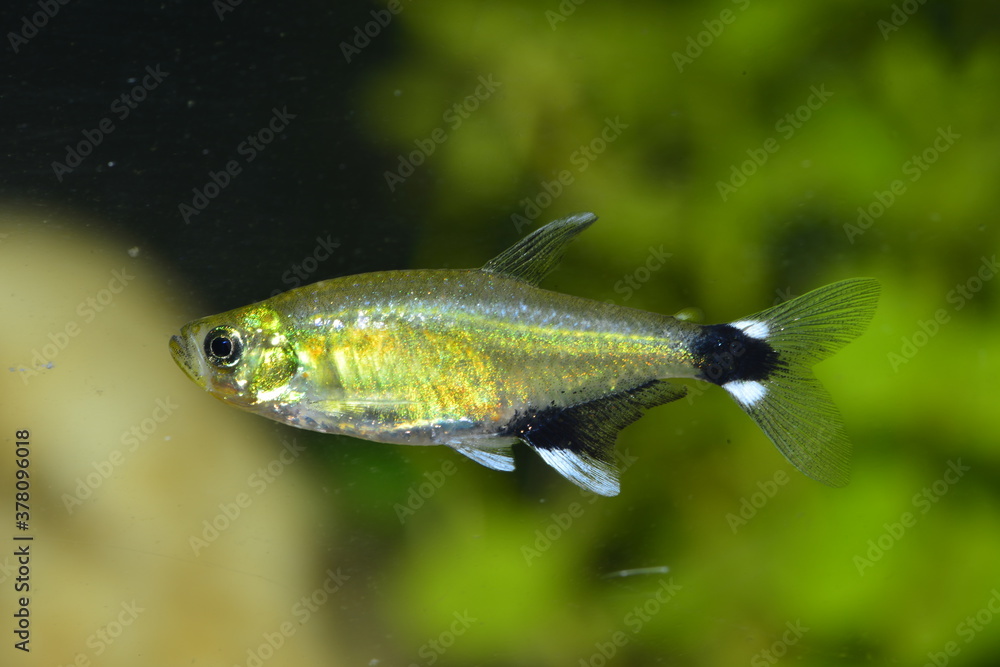 The ruby tetra (Axelrodia riesei) is a species of freshwater fish in ...