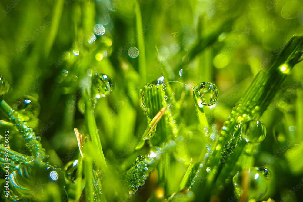 Condensation On Grass