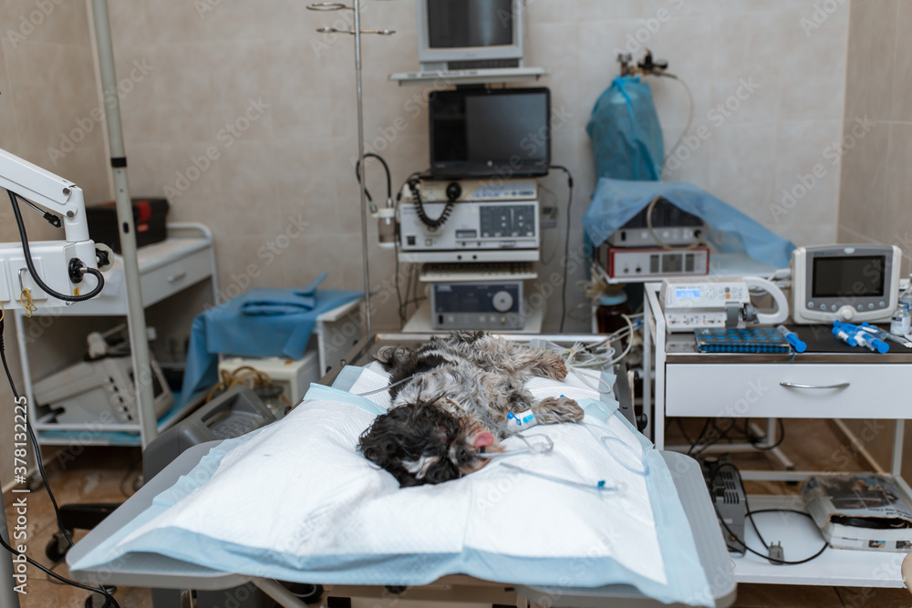 Sterile operating room in a veterinary clinic..Preparing for the ...