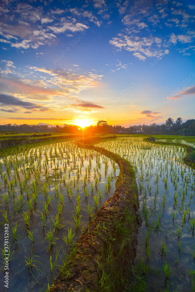 Sunrise in the rice fields terrace of central Java Indonesia. Perfect ...