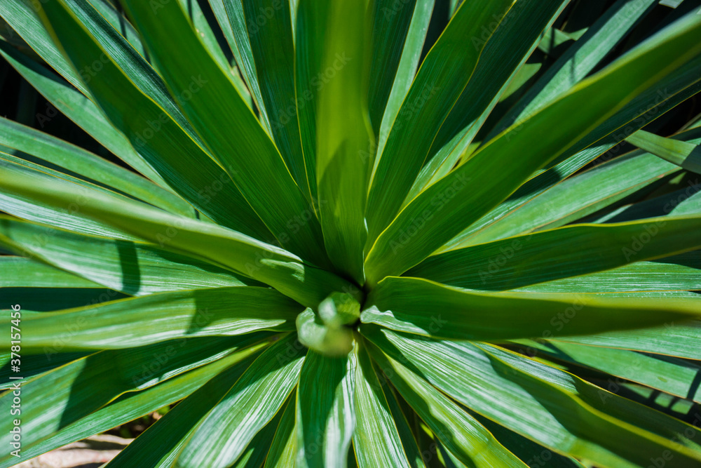 Yucca green leaves with sharp and prickly tips under a bright summer ...