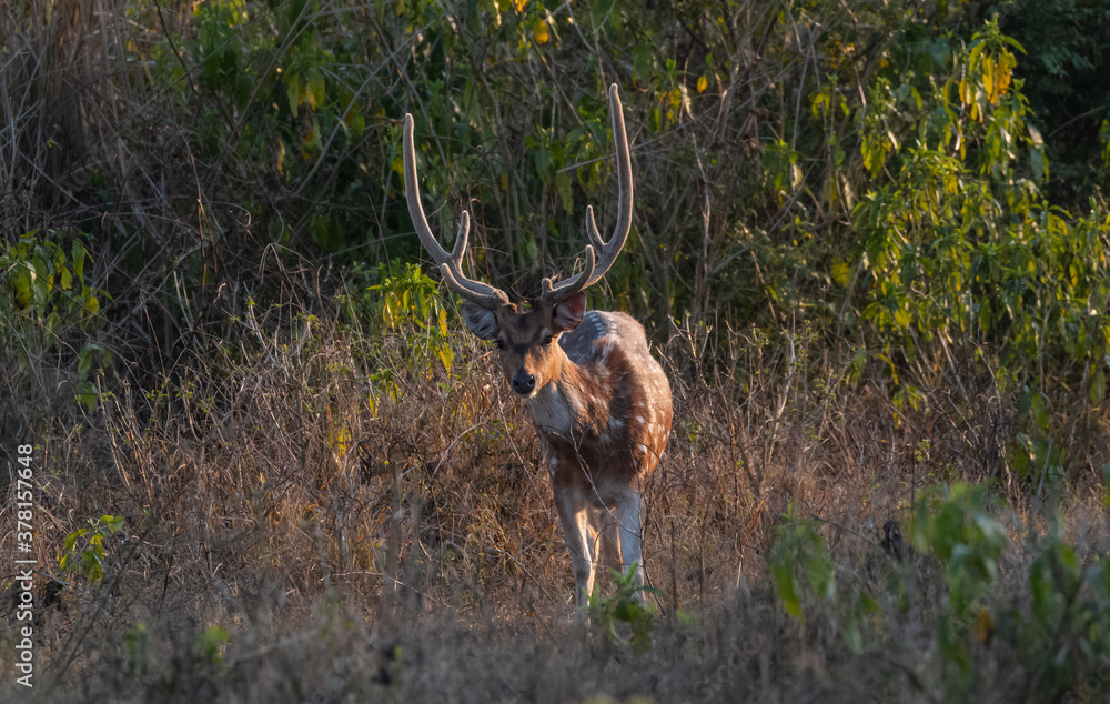 Spotted Deer or Chital (Axis axis) standing in the lush green forest ...