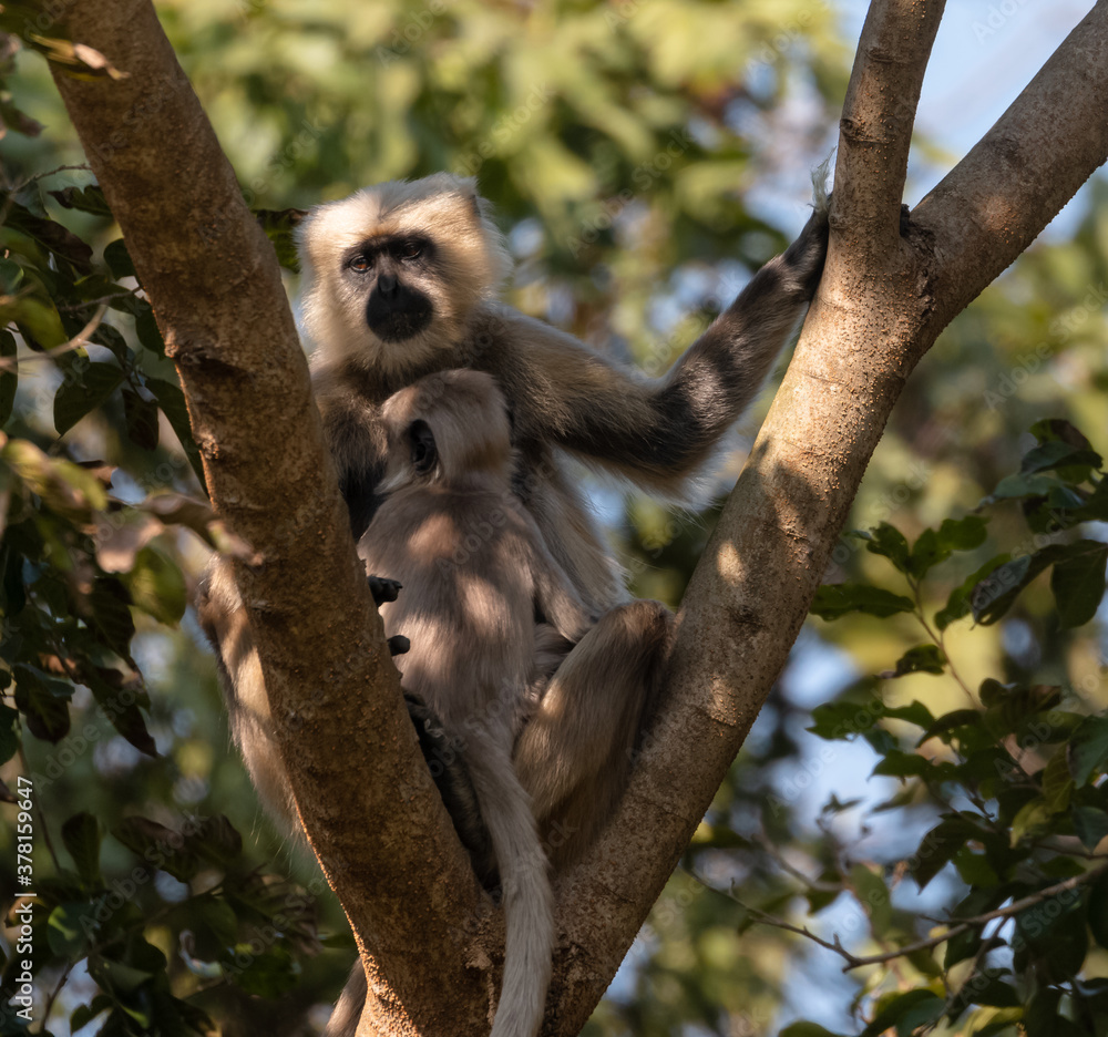 Gray langurs (Semnopithecus), also called Hanuman langurs or Hanuman ...