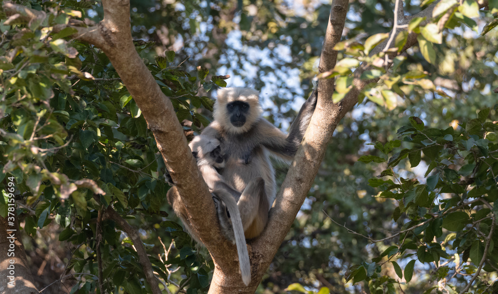 Plakát Gray langurs (Semnopithecus), also called Hanuman langurs or ...