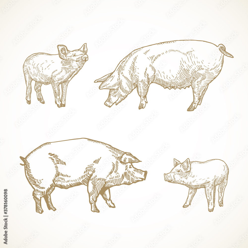 Pig, Hog and Piggies Hand Drawn Vector Illustrations Set. Abstract ...