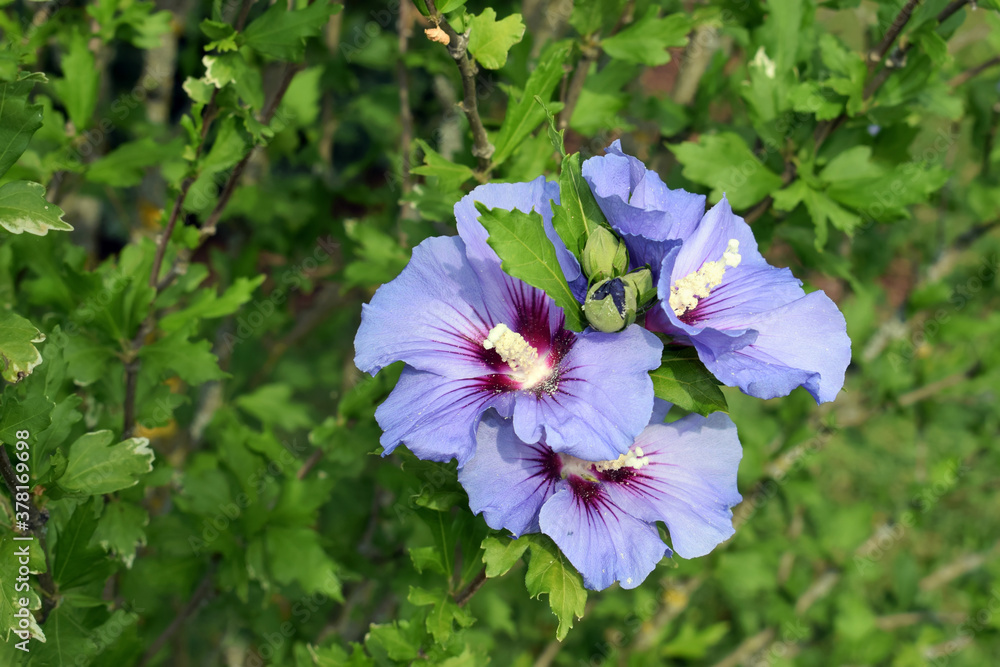 Beautiful flowering shrub of hibiscus syriacus 'Blue Bird' Stock Photo ...