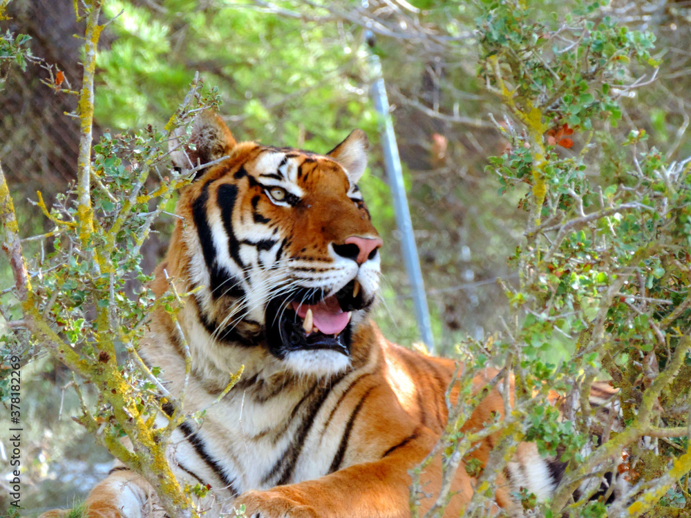 Tigre en la naturaleza, descansando y alerta con la boca abierta con ...