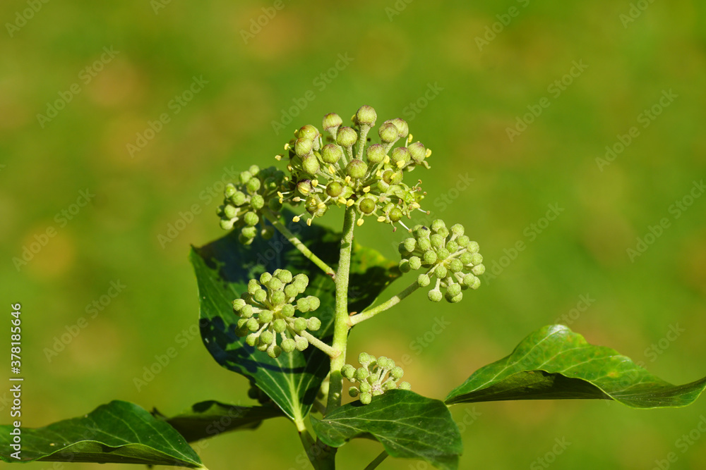 Ivy (hedera helix simone). Family Araliaceae. A small shrub with ...