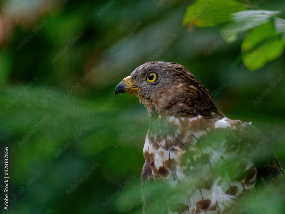 The Eurasian sparrowhawk, Accipiter nisus, also known as the northern ...