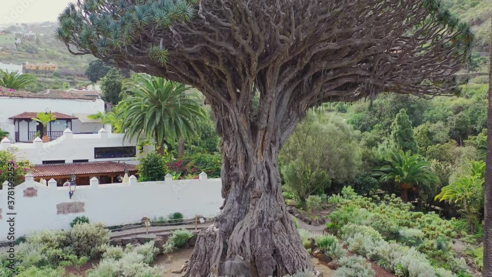 El Drago Milenario, the oldest specimen of the Dragon tree, dracaena ...