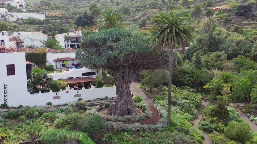 El Drago Milenario, the oldest specimen of the Dragon tree, dracaena ...