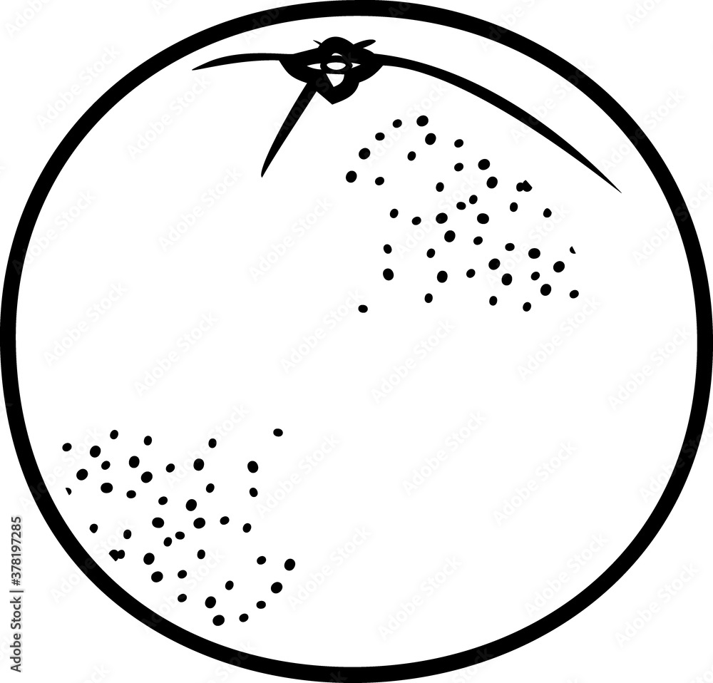 Coloring page with unpeeled orange Stock Vector | Adobe Stock