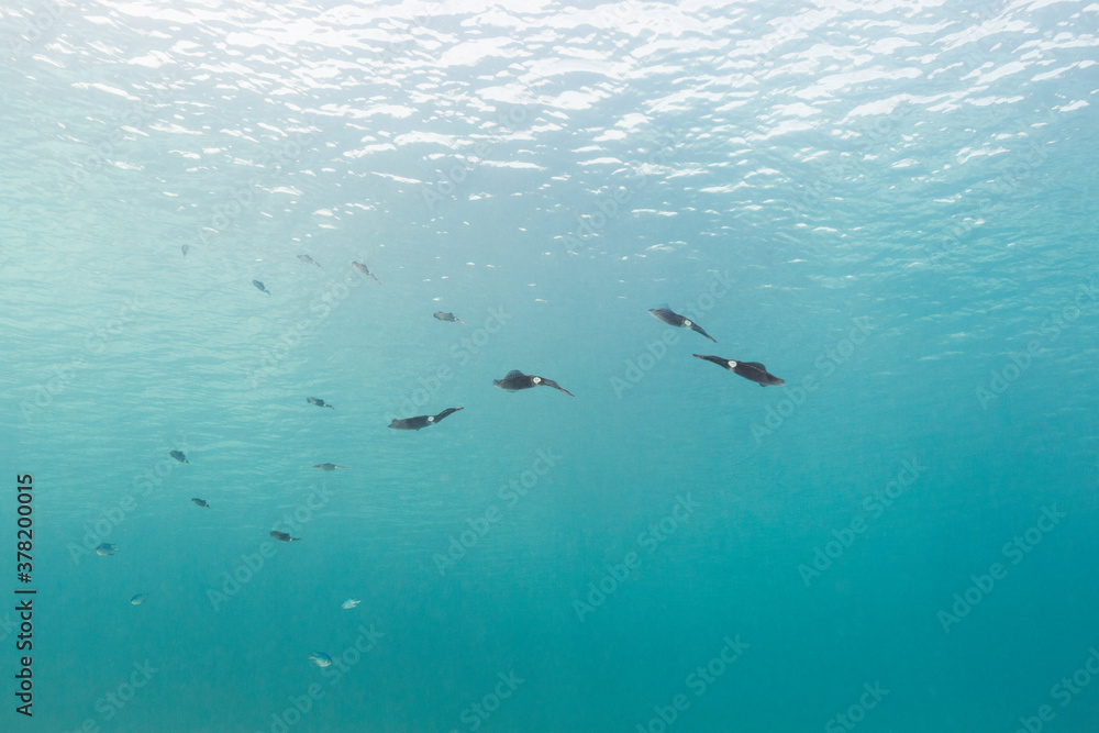 Squid shoal underwater wallpaper Stock Photo | Adobe Stock