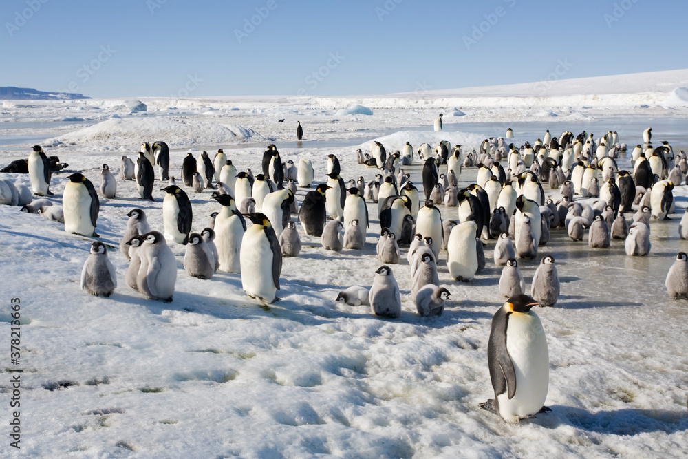 Penguin Rookery