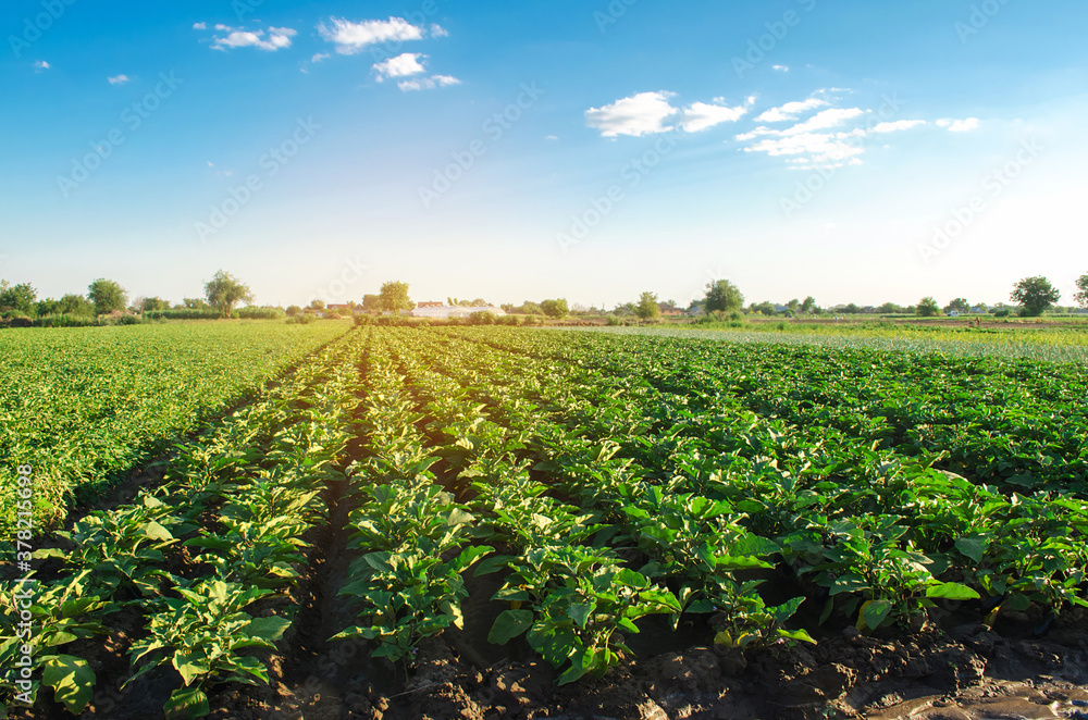 Eggplant plantations grow in the field on a sunny day. Organic ...