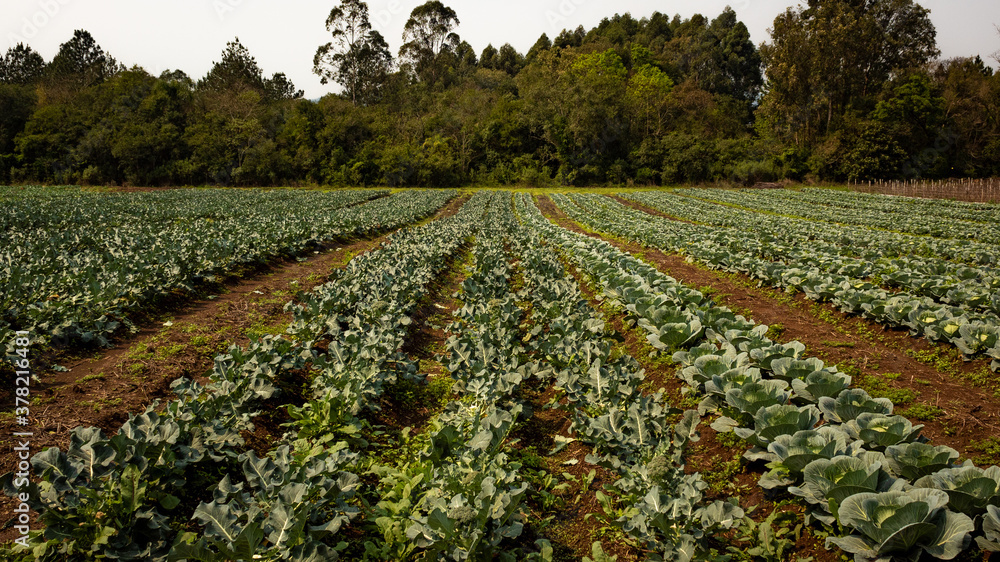 Cabbage plantations grow in the field. vegetable rows. farming ...