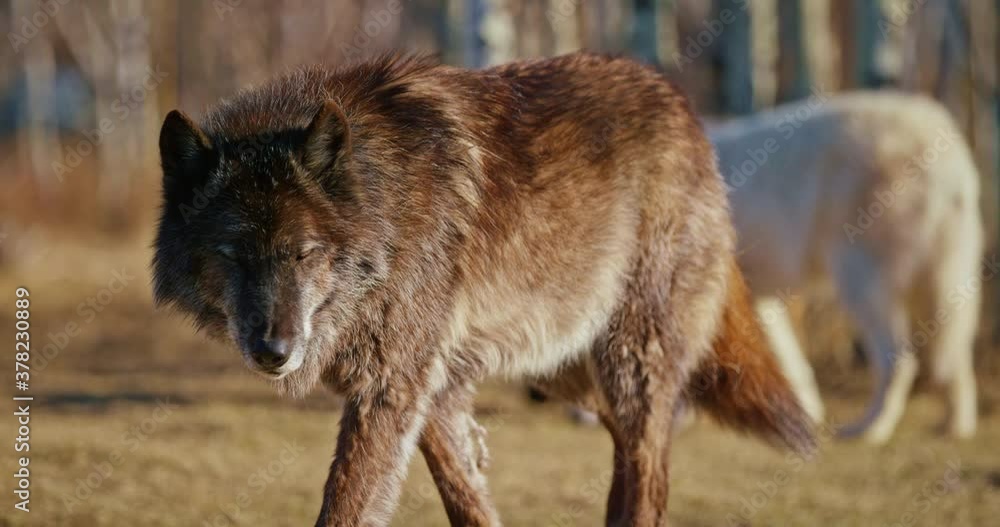 Close up, brown wolf in Banff National Park Stock Video | Adobe Stock