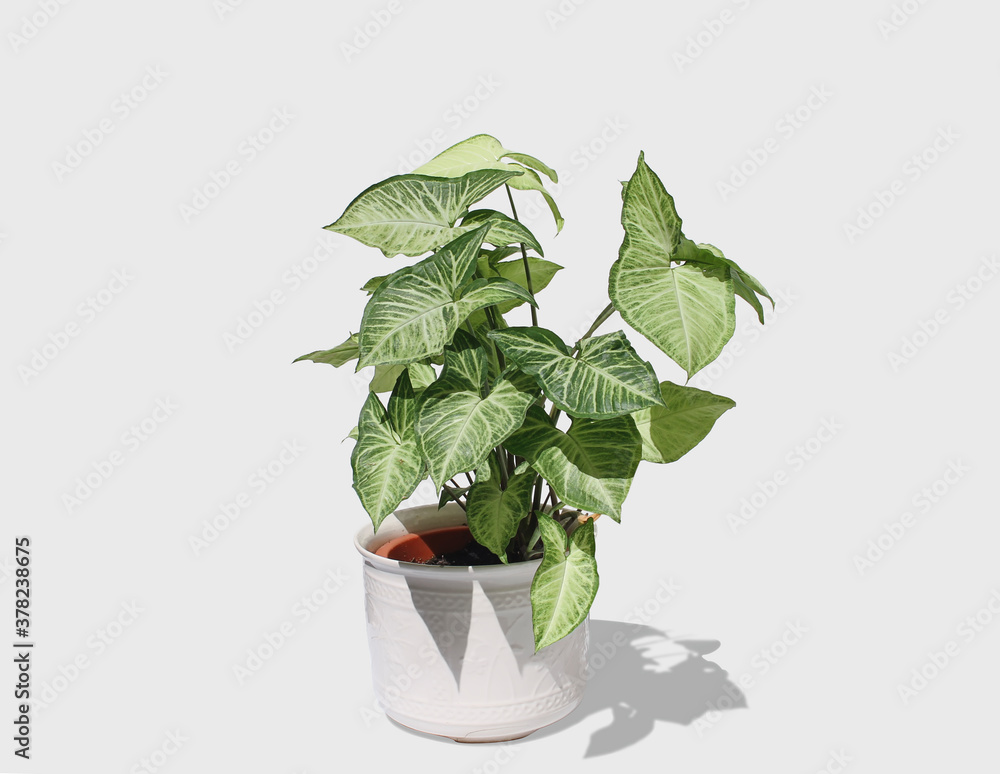 Syngonium podophyllum ( arrowhead plant or Singonio) in a flowerpot ...