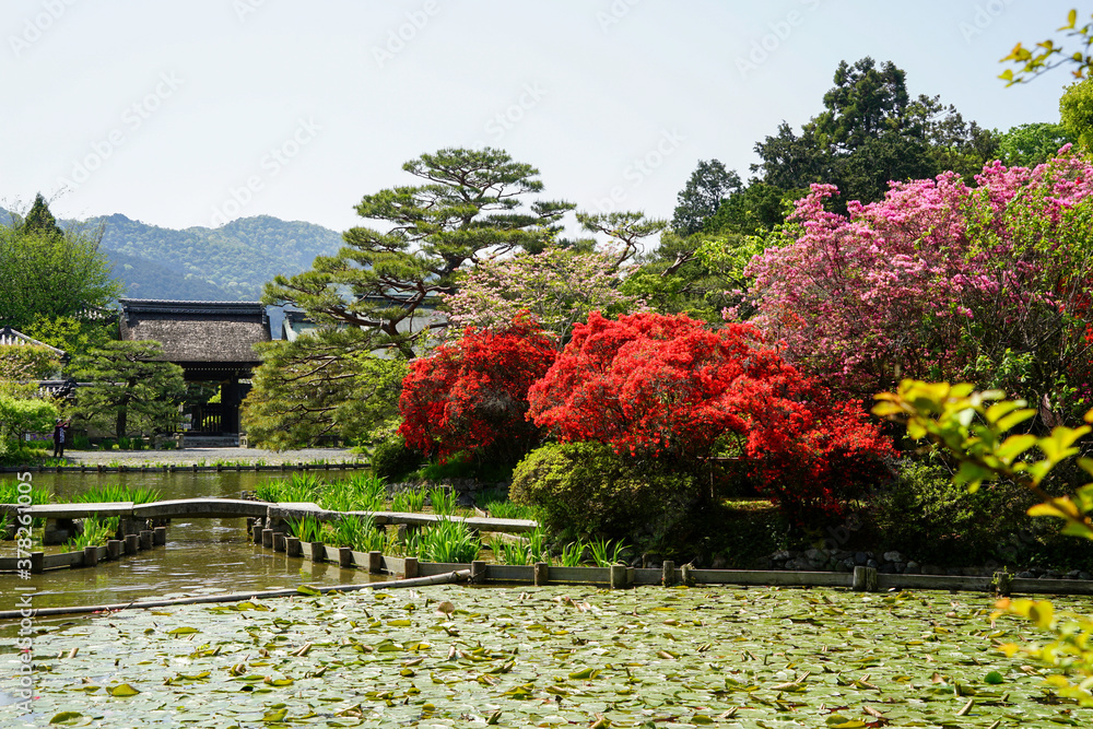 梅宮大社の神苑の風景 Stock Photo | Adobe Stock