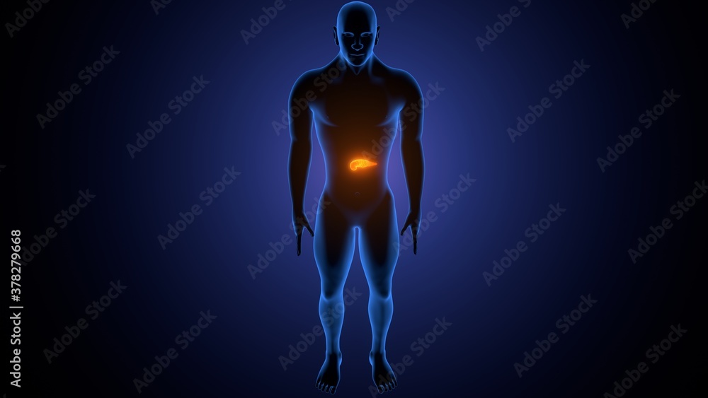 3d render of human body organs pancreas anatomy Stock Illustration ...