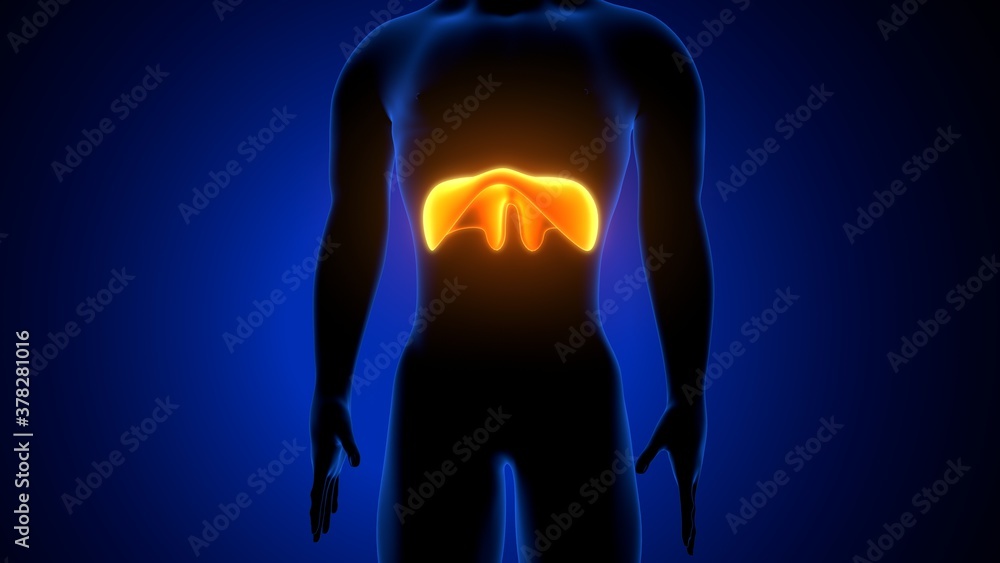 3d render of human body diaphragm anatomy Stock Illustration | Adobe Stock