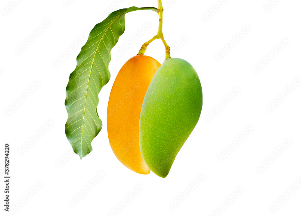 Raw and ripe mangoes isolated on white background Stock Photo | Adobe Stock