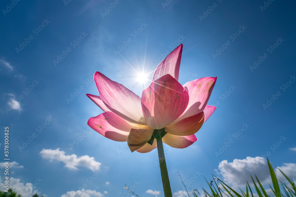 Lotus flowers bloom in the sun on summer mornings. Buddhist flowers ...