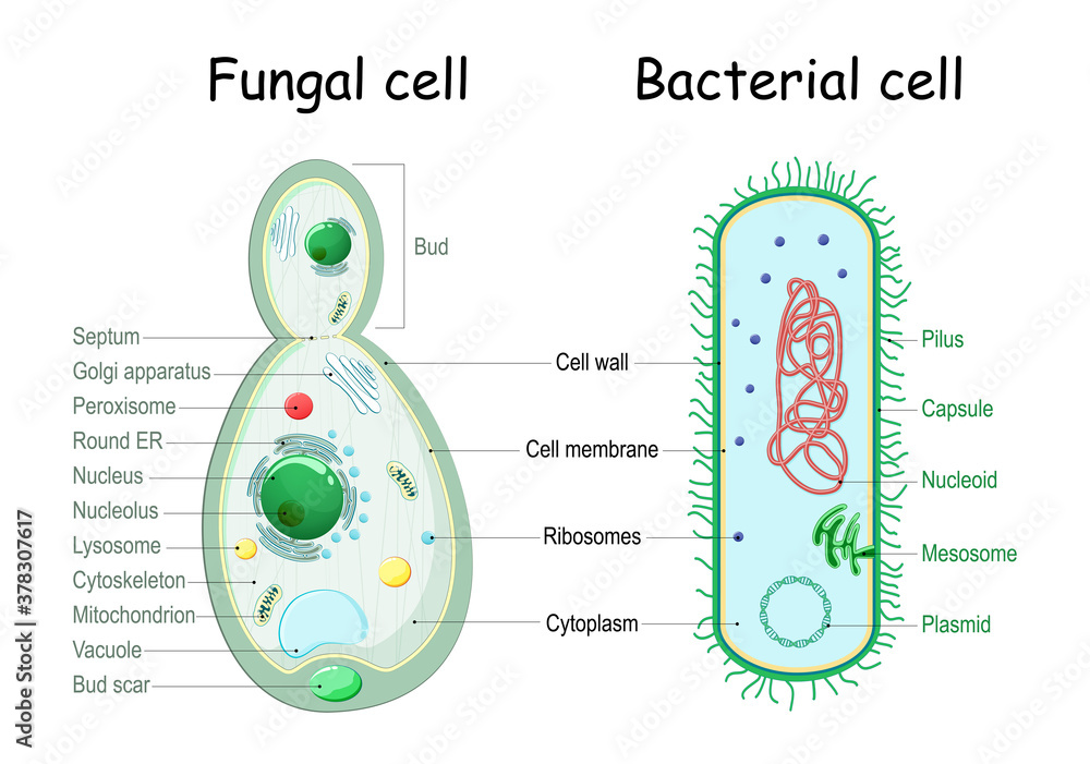 Fungal Cell Diagram The Ultrastructure Of Cells Cell Structure