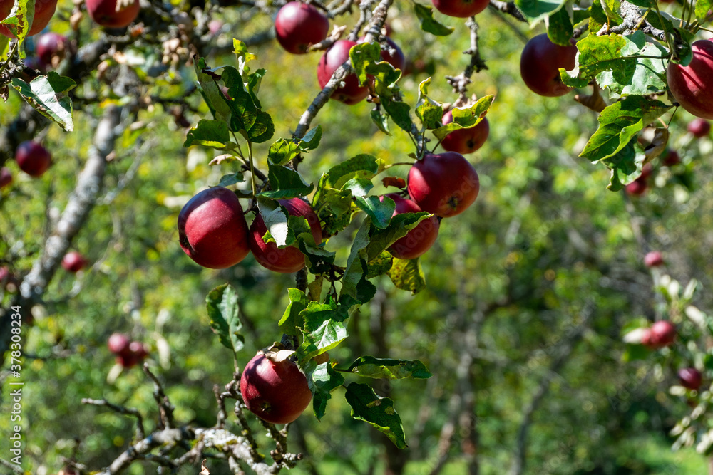 Foto de ROTER FLEISCHAPFEL . ROTER HERBSTKALVILL . Calleville rouge d ...