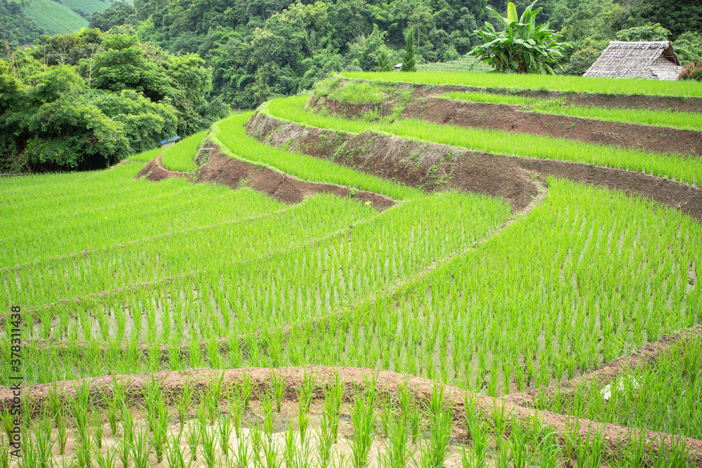 Rice terraces were built on the area between the mountains with minimal ...