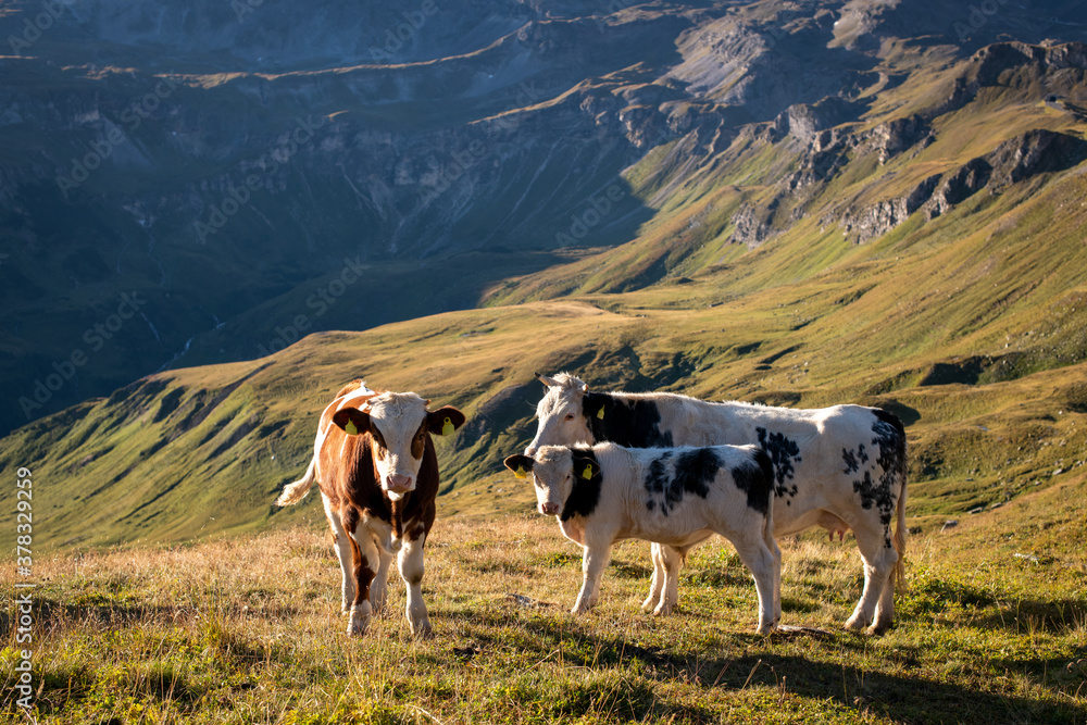 Kühe auf der Alm an der Großglockner Hochalpenstrasse, Idylle in den ...