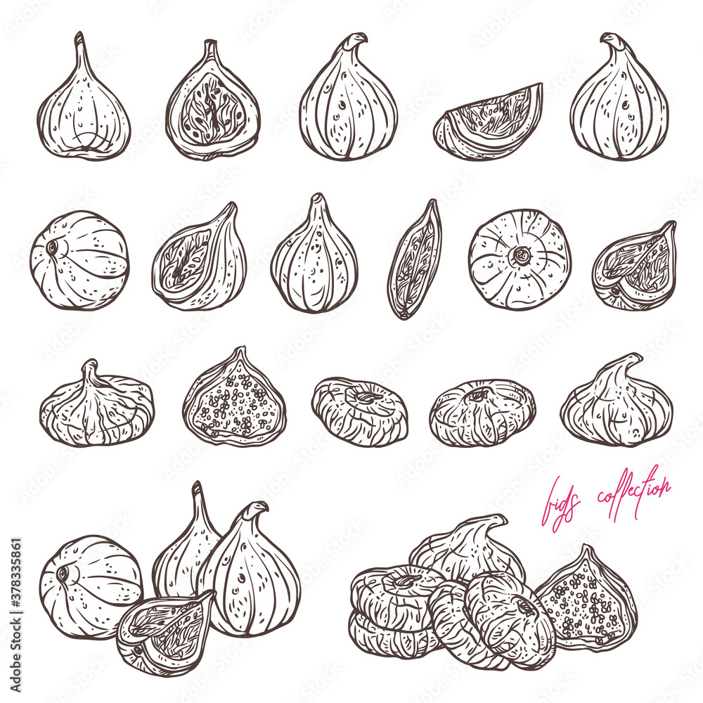 Ripe figs hand drawn vector illustrations set. Exotic Asian whole ...