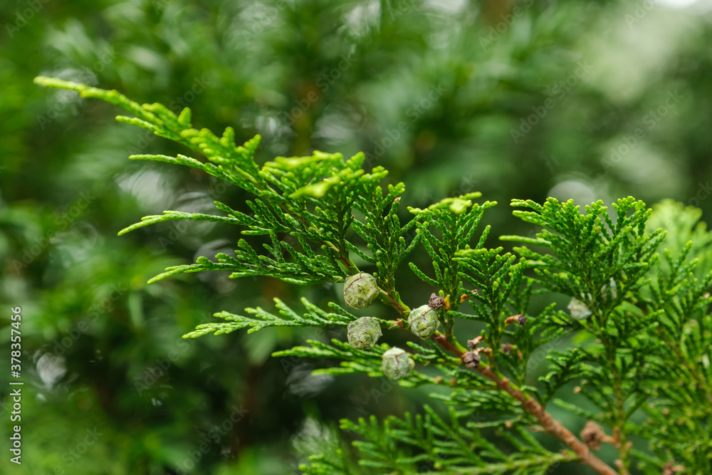 Lebensbaum (lat.: Thuja): Ein Thujen-Zweig mit kleinen Zapfen / Knospen ...