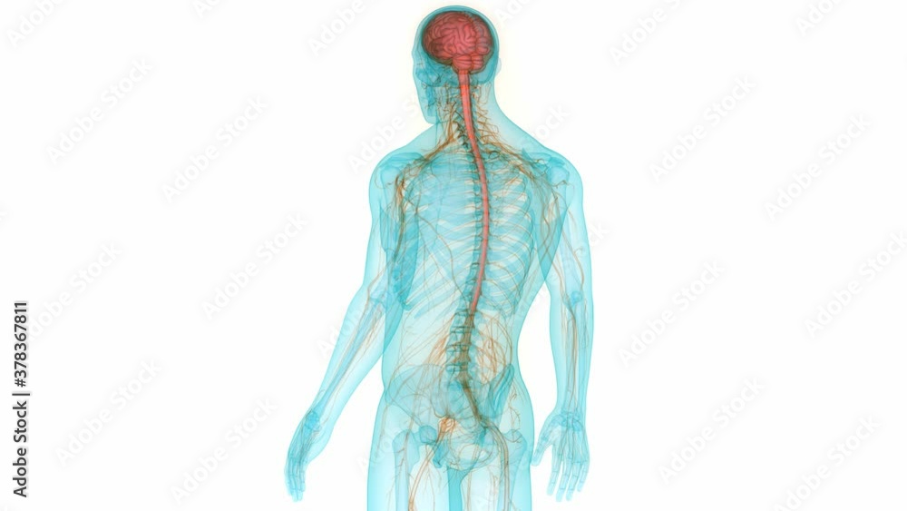 Central Organ of Human Nervous System Brain Anatomy Animation Concept ...