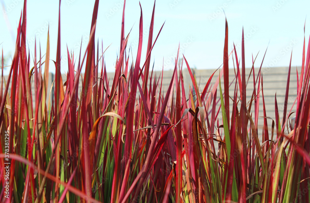 Plakat w ramie The bright red ornamental grass Imperata cylindrica 'Red ...