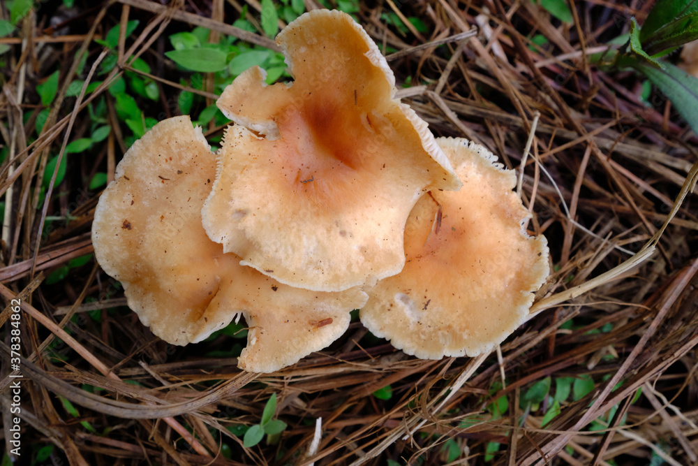 Hongos en el bosque Stock Photo | Adobe Stock