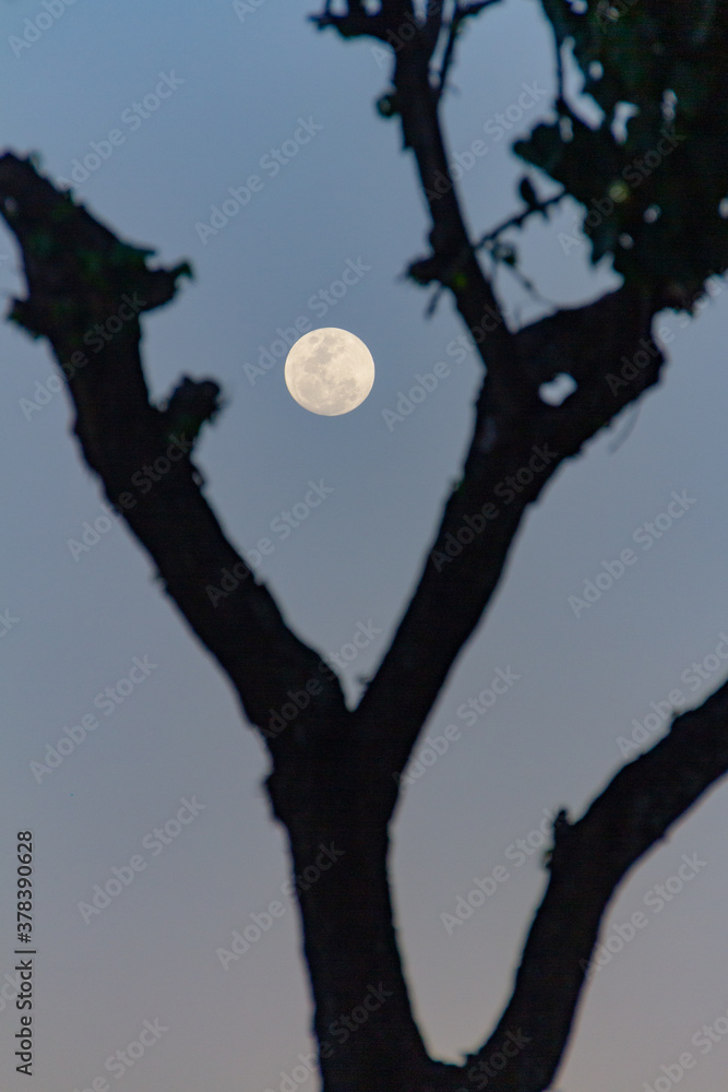 full moon with the silhouette of a tree in Copacabana. Stock Photo ...
