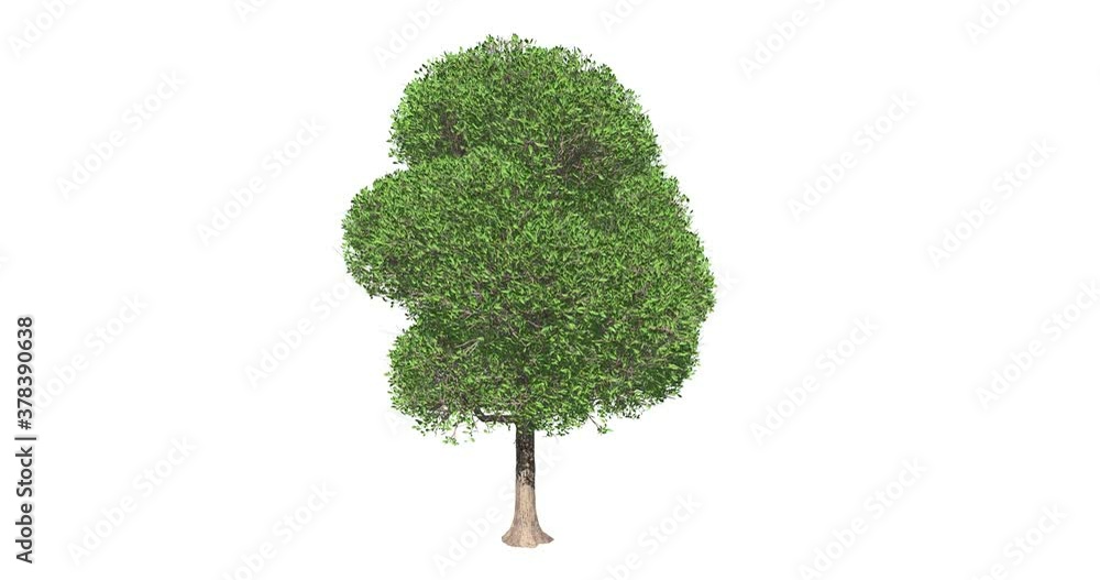 Tree growing animation sequence. Tree growth animation concept on white ...