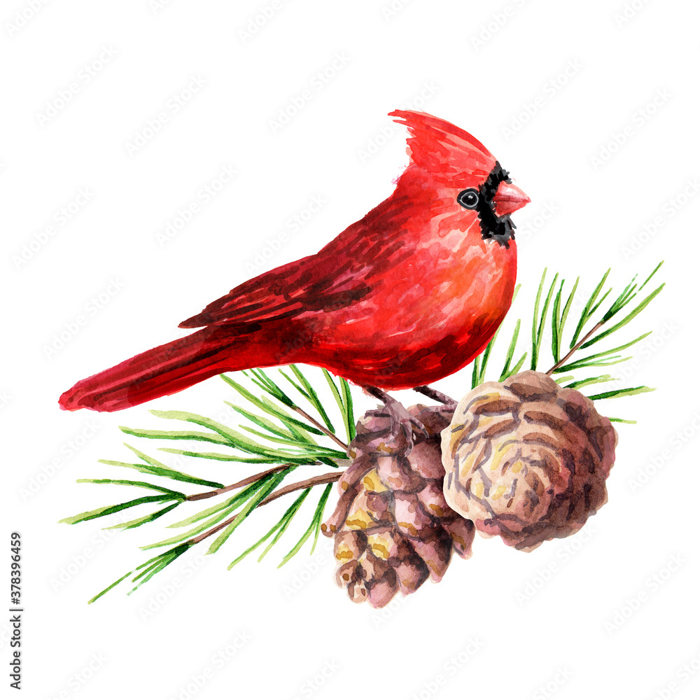 Cardinal On Pine Branch